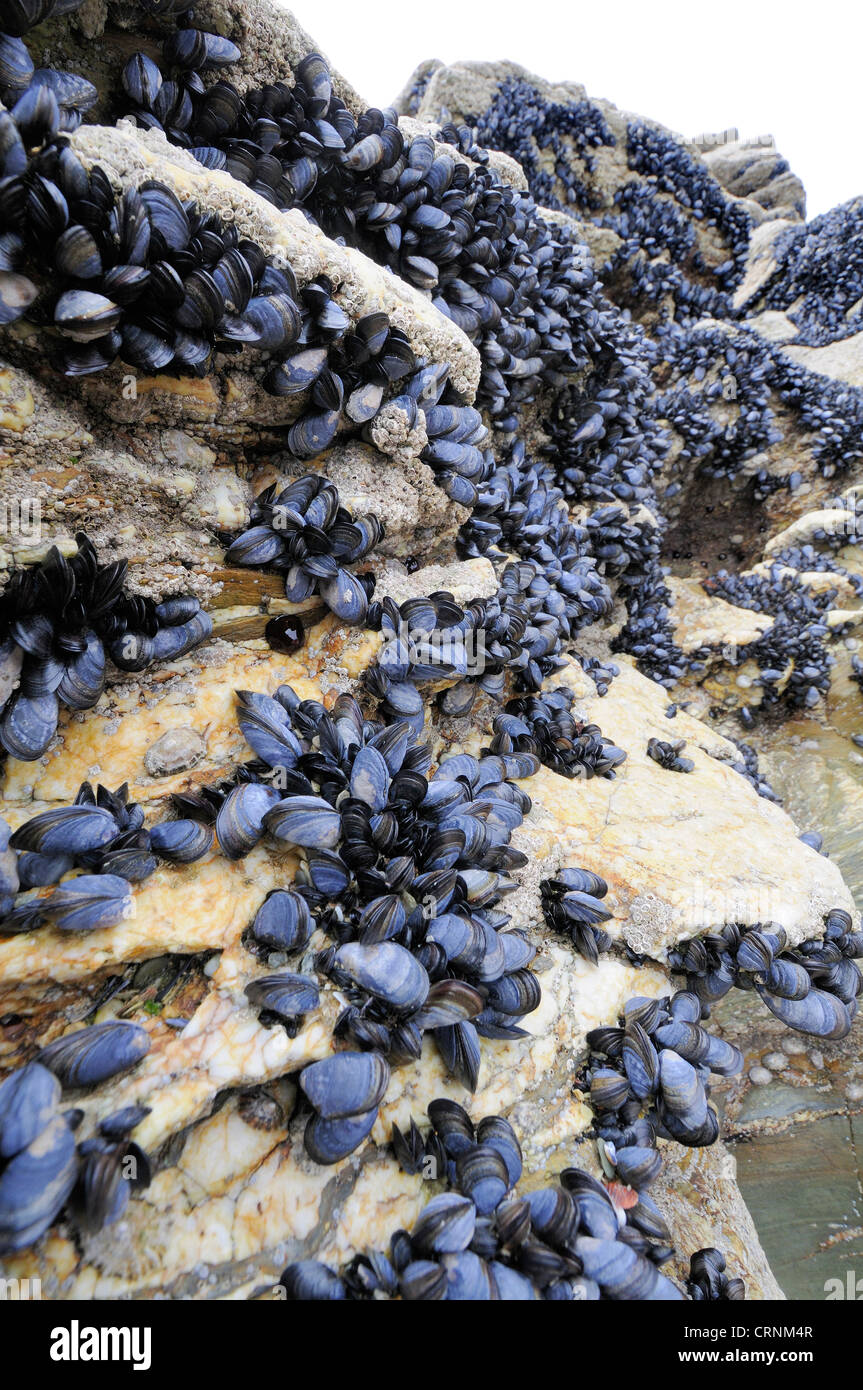 Mussels gb hi-res stock photography and images - Alamy