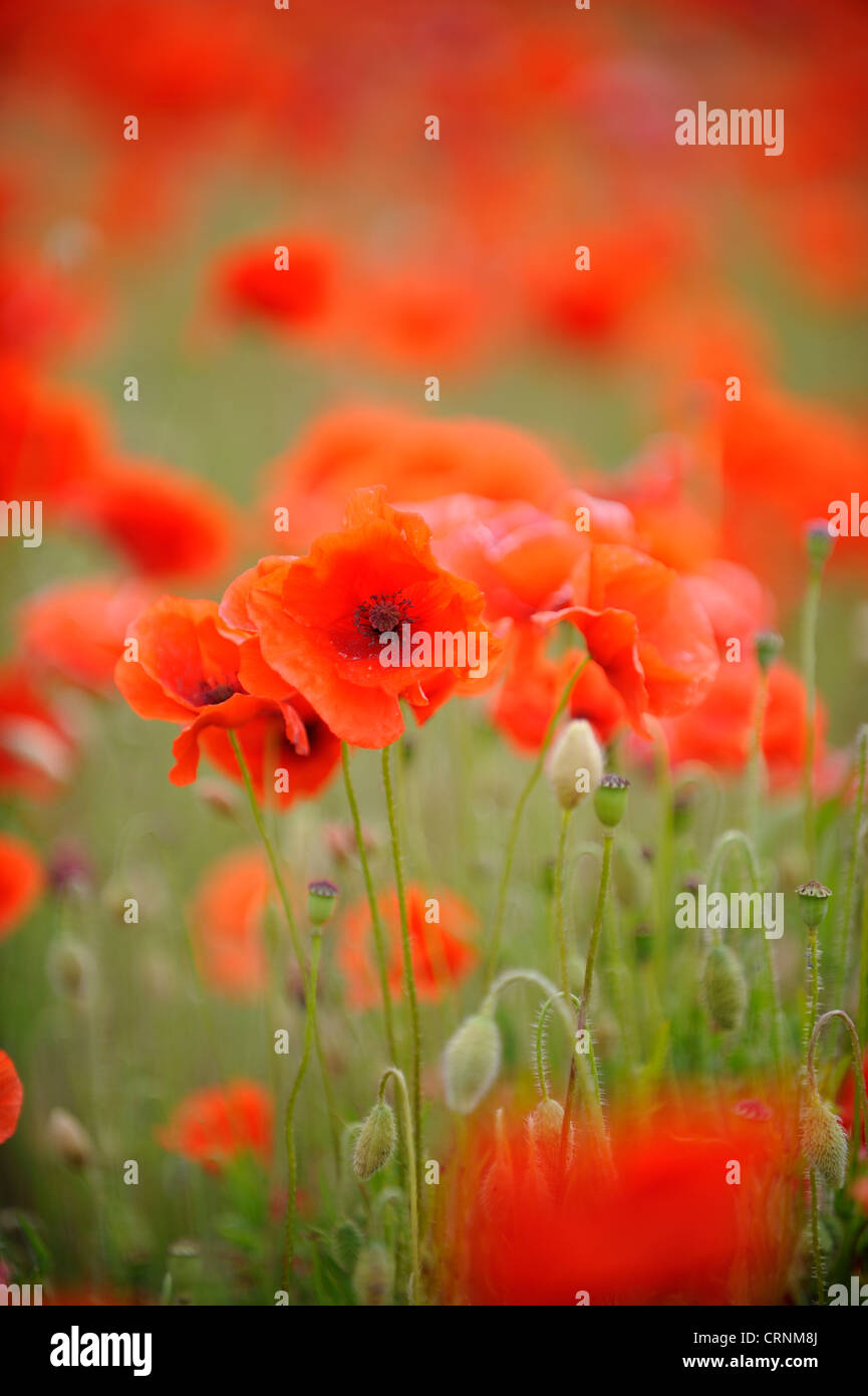 Papaver rhoeas hi-res stock photography and images - Alamy