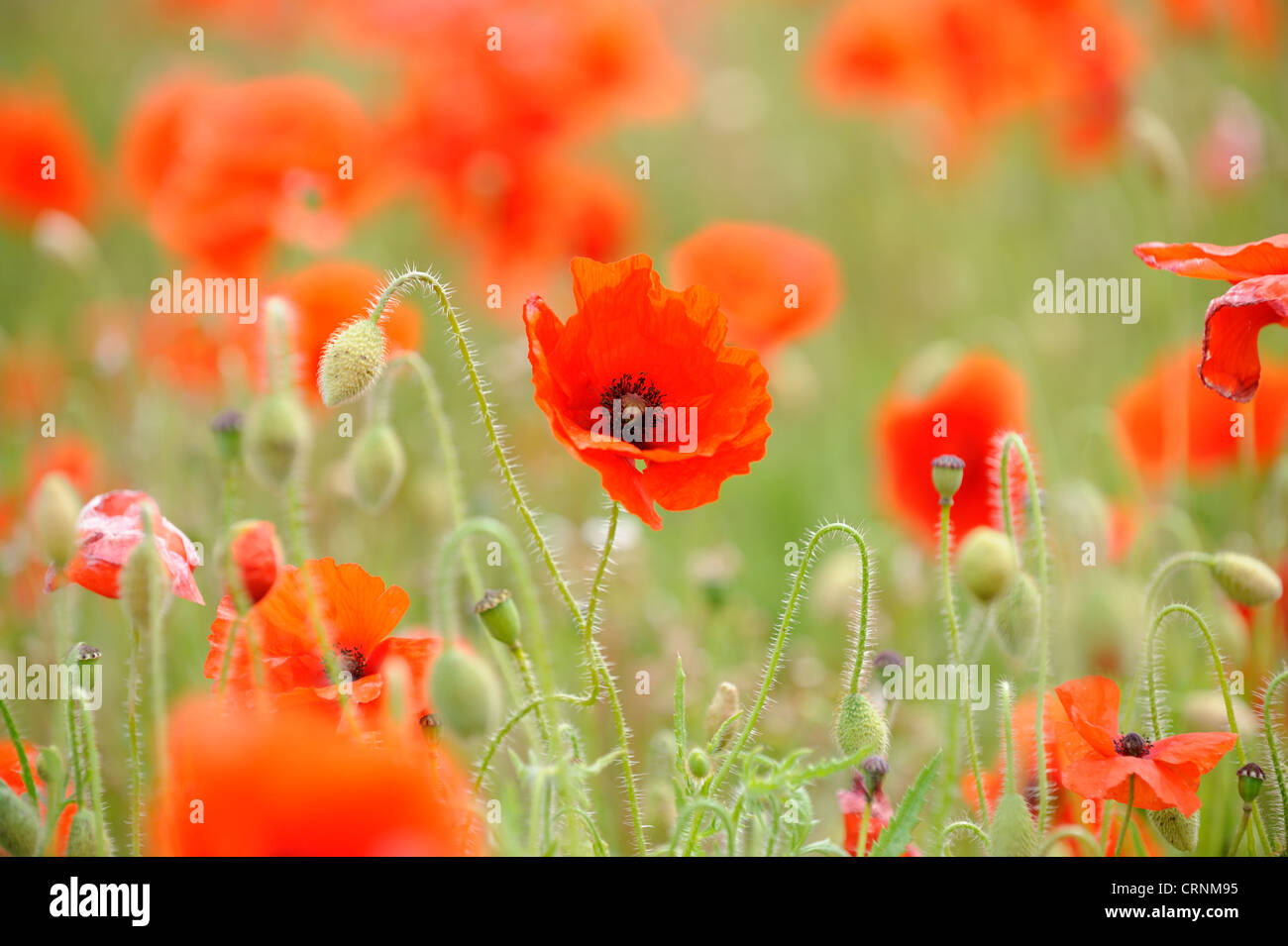 Common poppy hi-res stock photography and images - Alamy