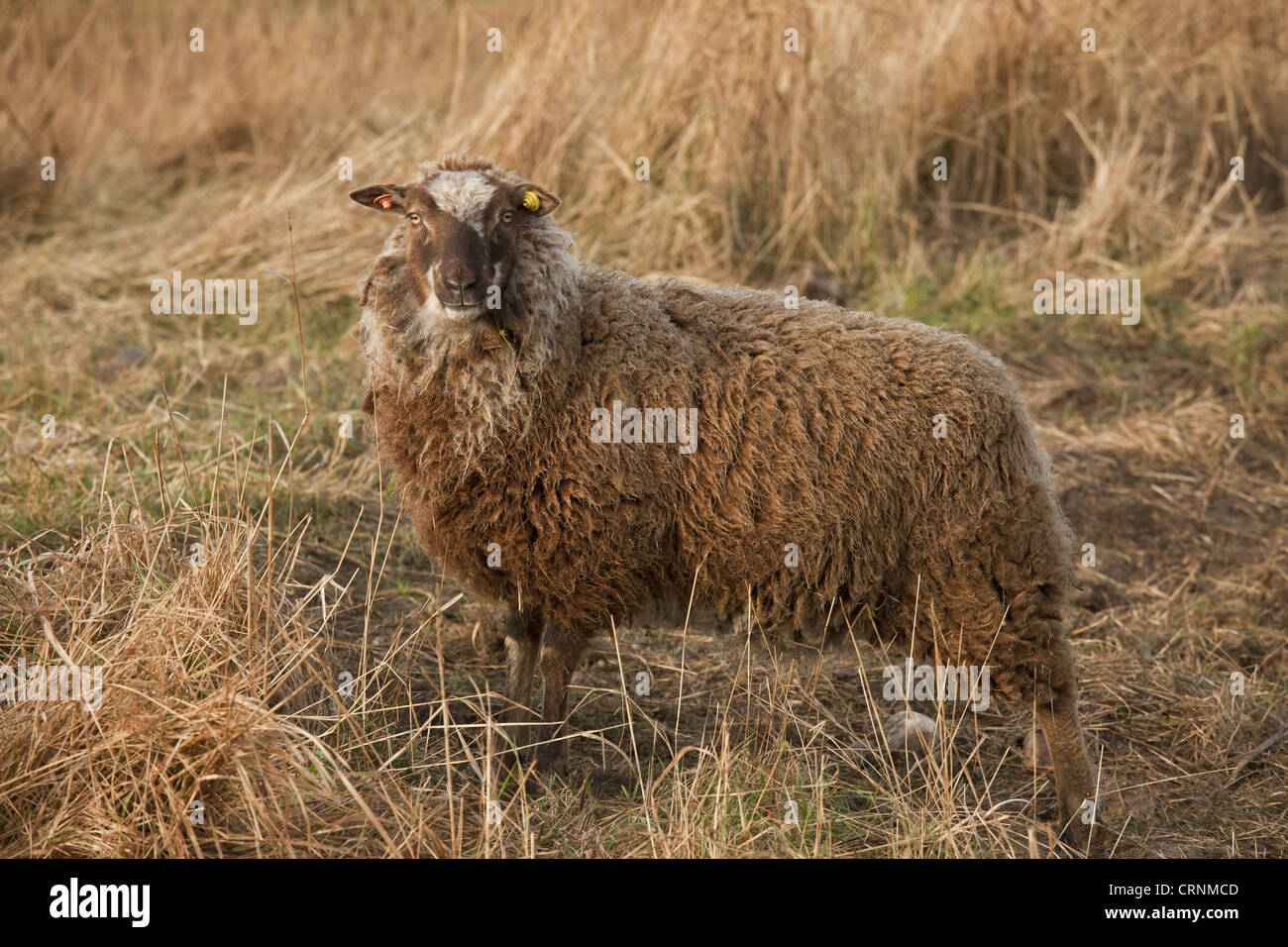 Flying sheep hi-res stock photography and images - Alamy