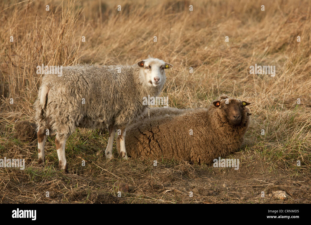 Flying sheep hi-res stock photography and images - Alamy