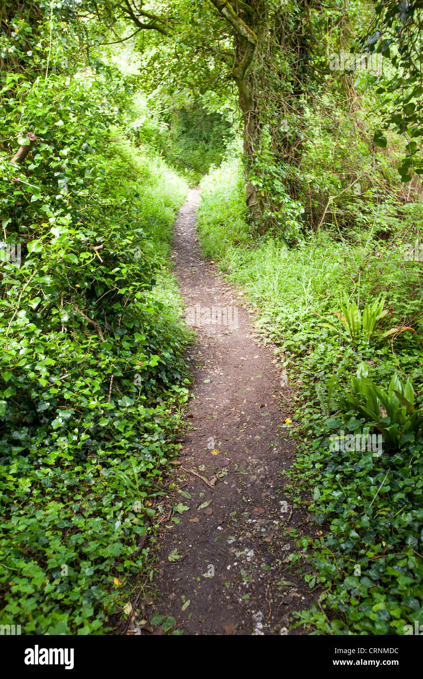 The South West Coast path in a wooded section of the undercliff ...