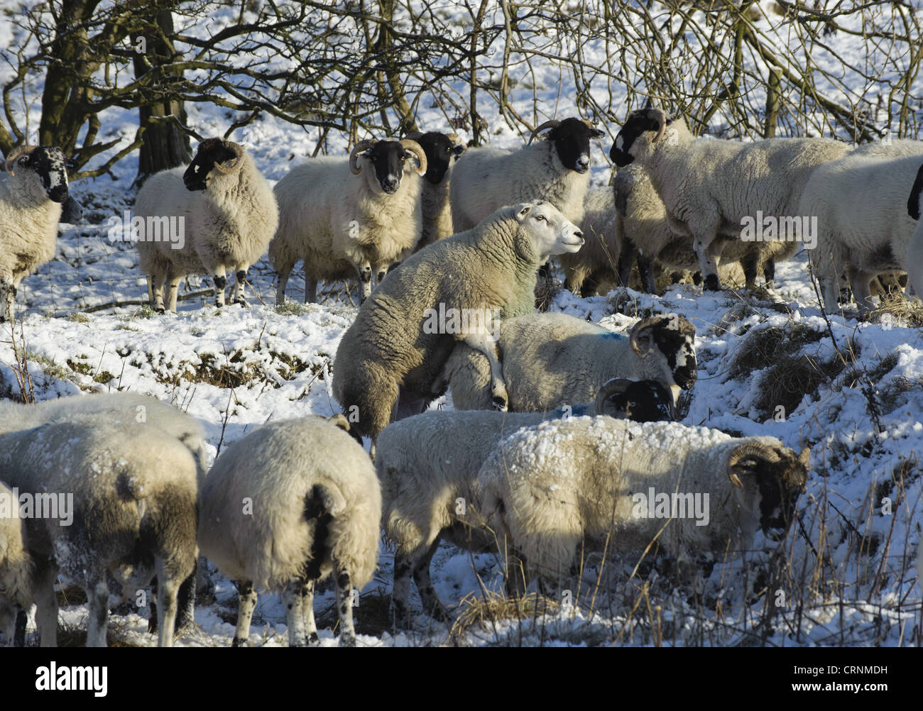 Domestic Sheep, Texel ram, mating with Scottish Blackface ewe, flock in ...