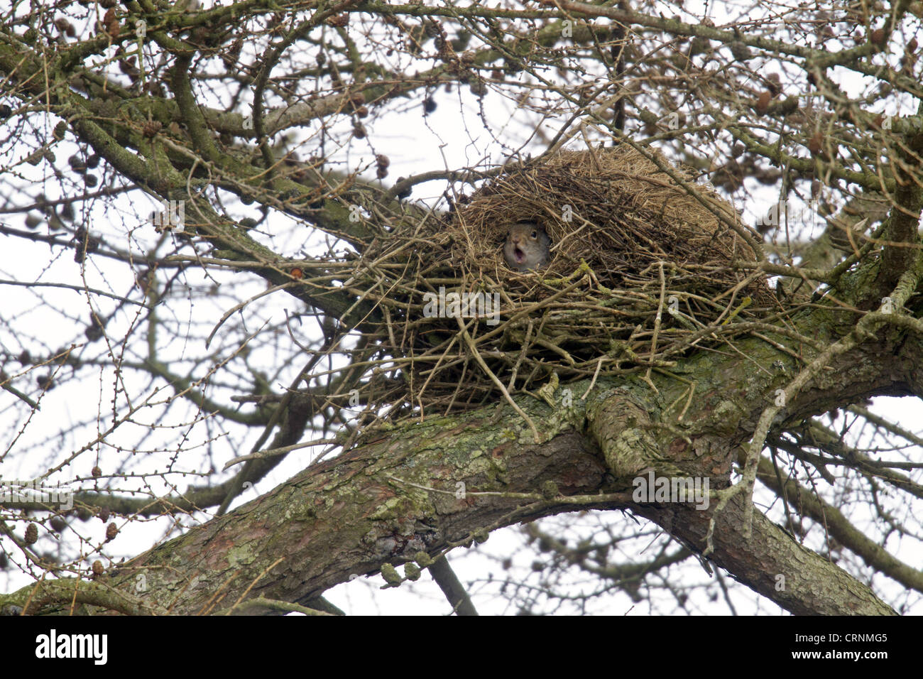 Eastern Grey Squirrel (Sciurus carolinensis) introduced species, adult ...