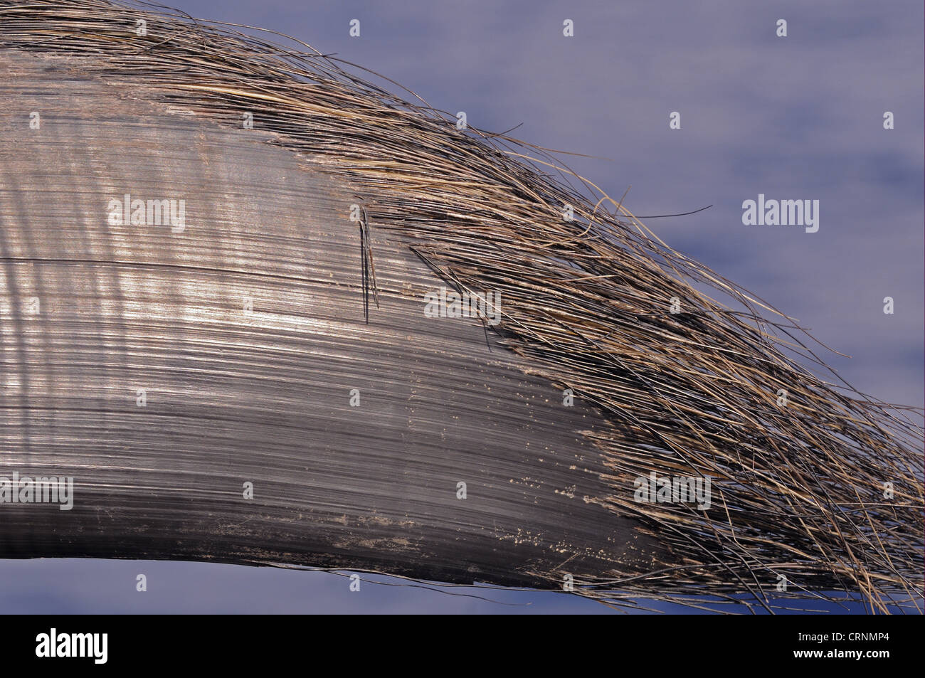 Baleen plates hi-res stock photography and images - Alamy