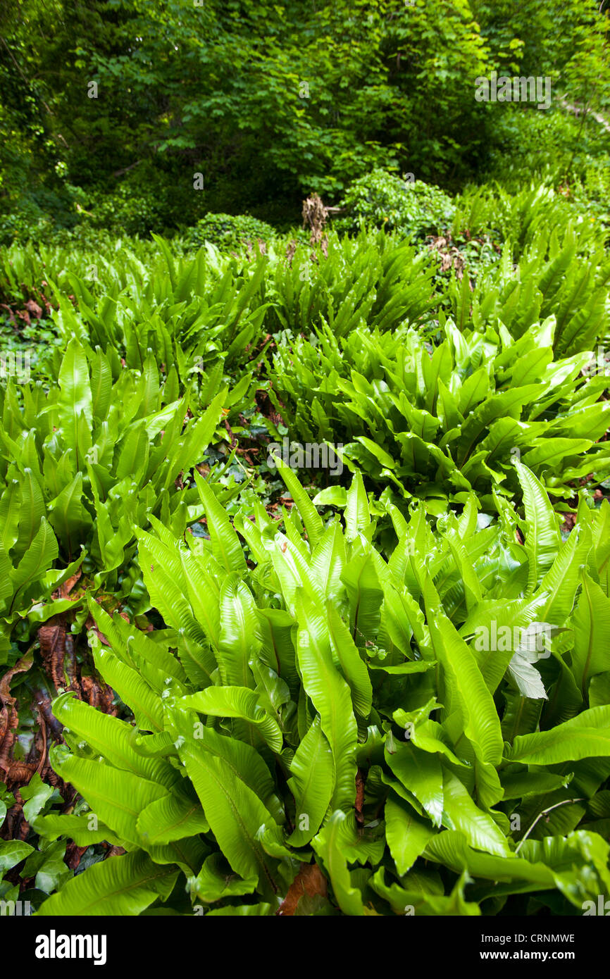 Harts Tongue Fern (Asplenium scolopendrium) in a wooded section of the ...