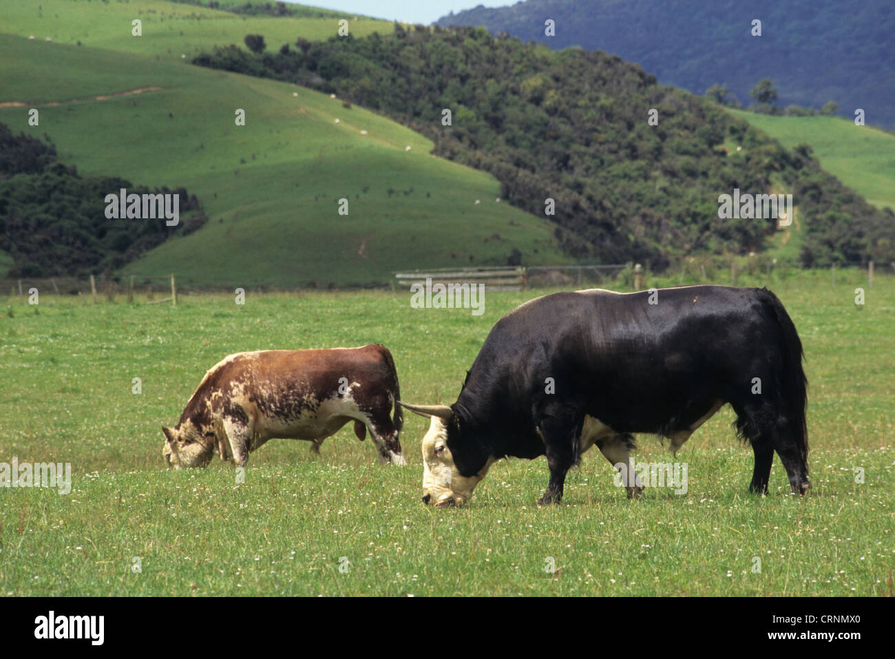 Domestic Yak (Bos grunniens) x Domestic Cattle (Bos primigenius ...