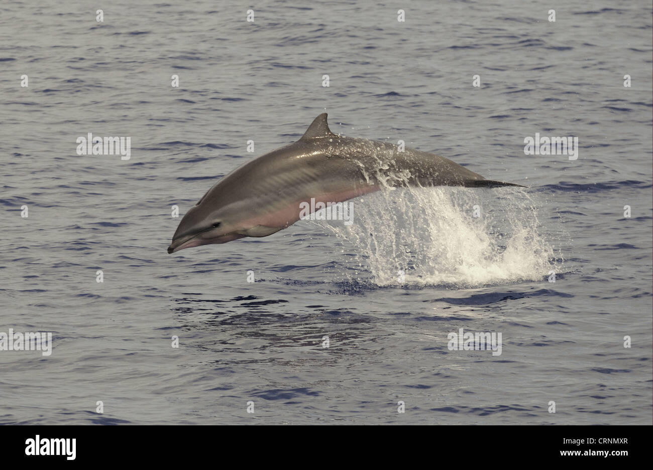 Fraser's Dolphin (Lagenodelphis hosei) adult, porpoising, surfacing ...