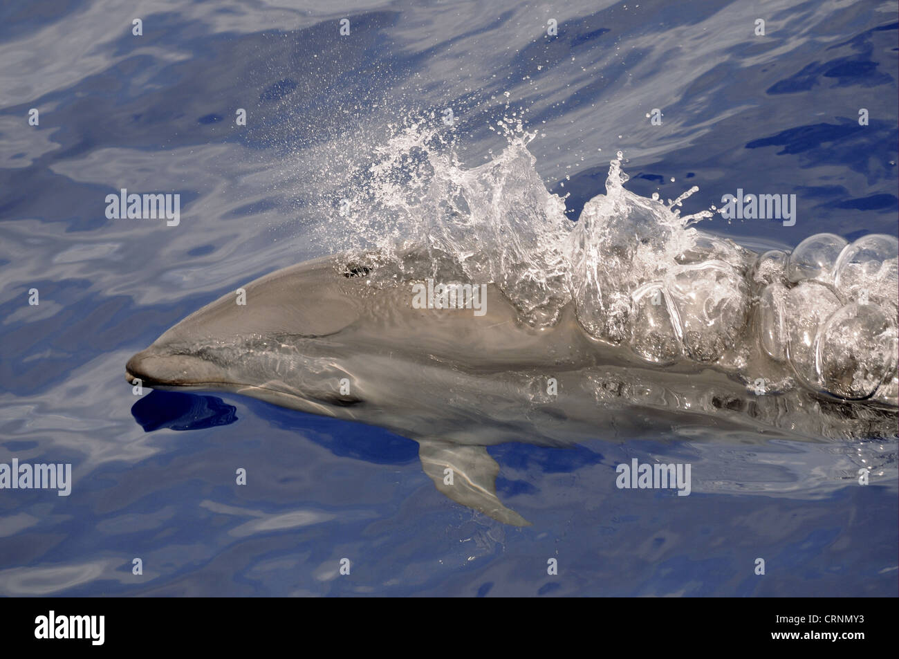 Maldives surfacing hi-res stock photography and images - Alamy