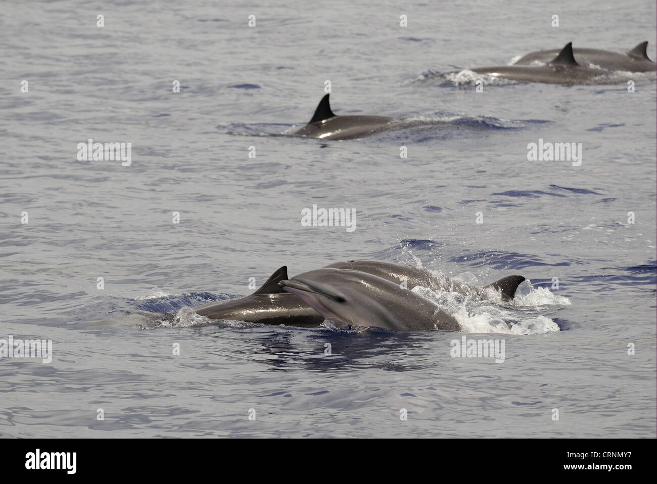 Fraser's Dolphin (Lagenodelphis hosei) pod, porpoising, surfacing from ...