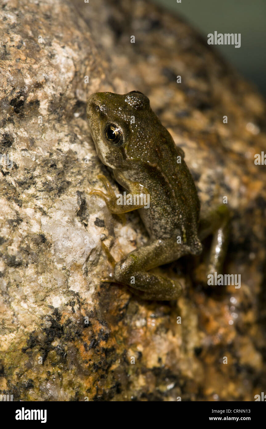 Common Frog (Rana temporaria) juvenile, emerging from water, Belvedere ...