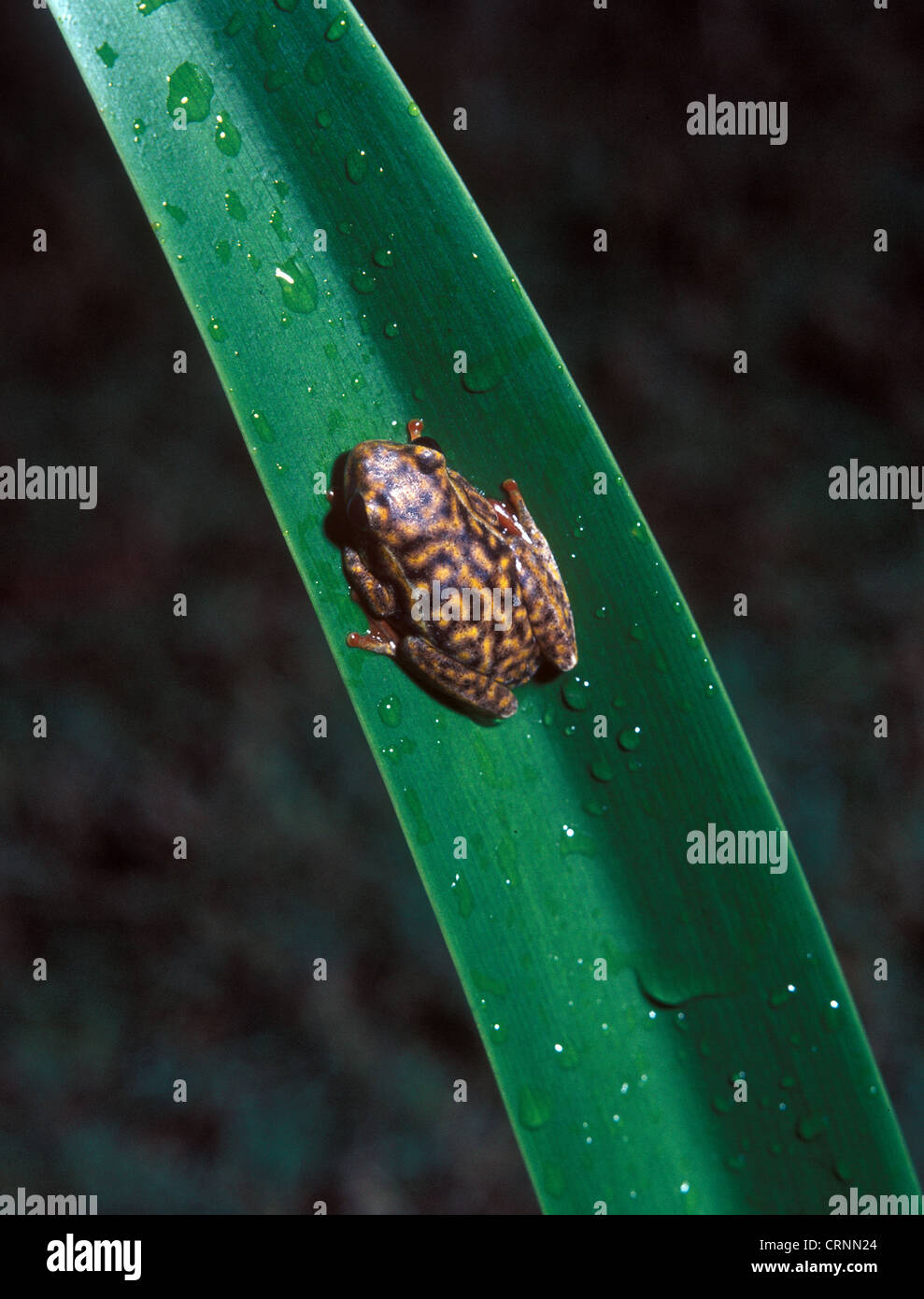 Swynnerton's Reed Frog (Hyperolius marginatus swynnertoni Stock Photo ...