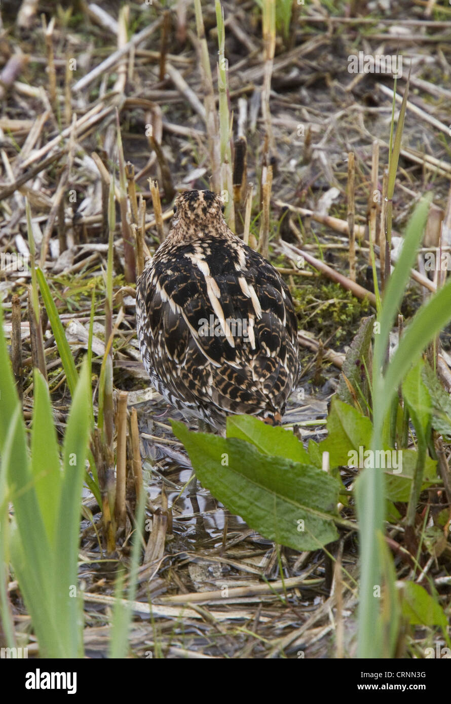 Common Snipe in marshland habitat at RSPB Minsmere, Suffolk. Note the ...