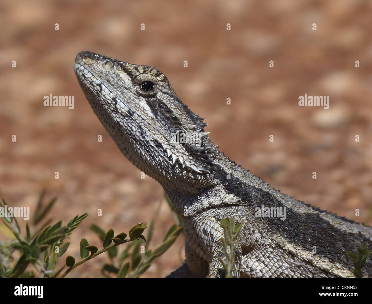 Western Bearded Dragon (Pogona minor) adult, close-up of head, Western ...