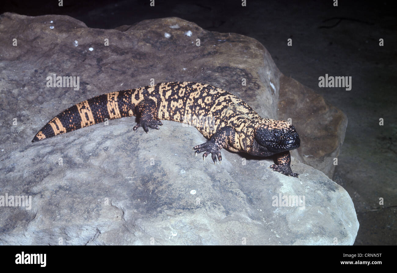 Beaded lizards hi-res stock photography and images - Alamy