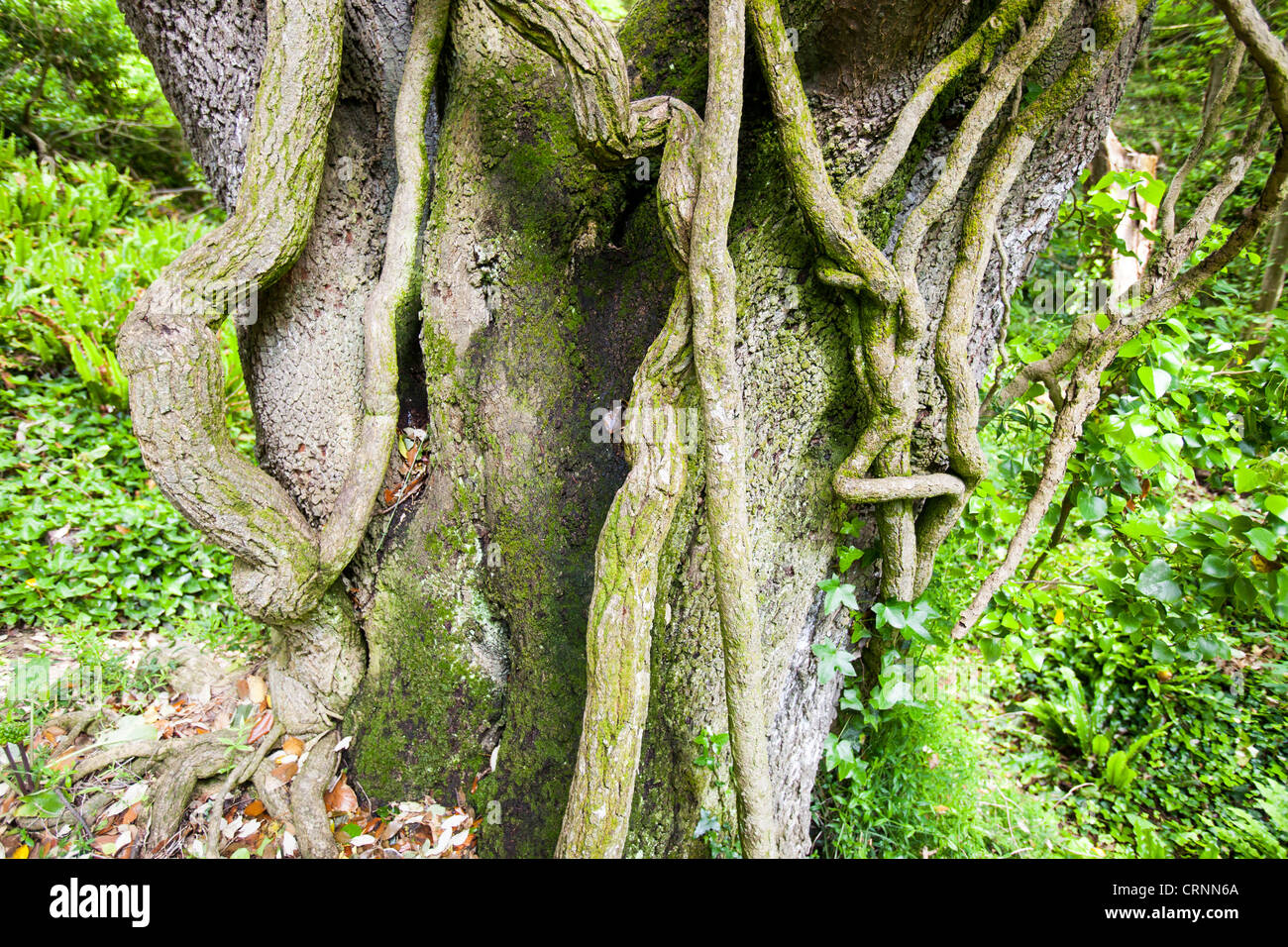 Ivy strangling tree hi-res stock photography and images - Alamy