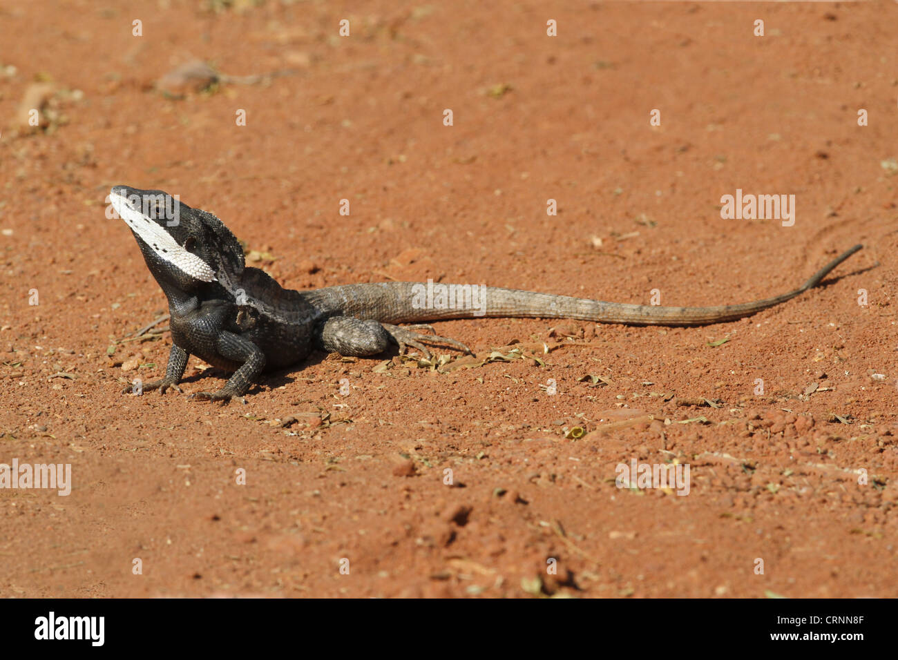 Gilberti High Resolution Stock Photography and Images - Alamy