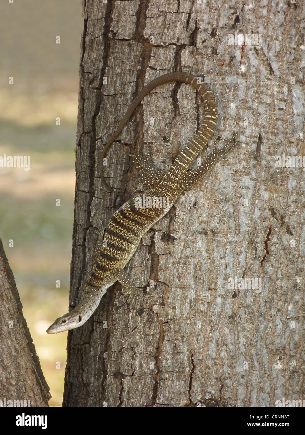 Spotted Tree Monitor (Varanus timorensis) adult female, descending tree ...