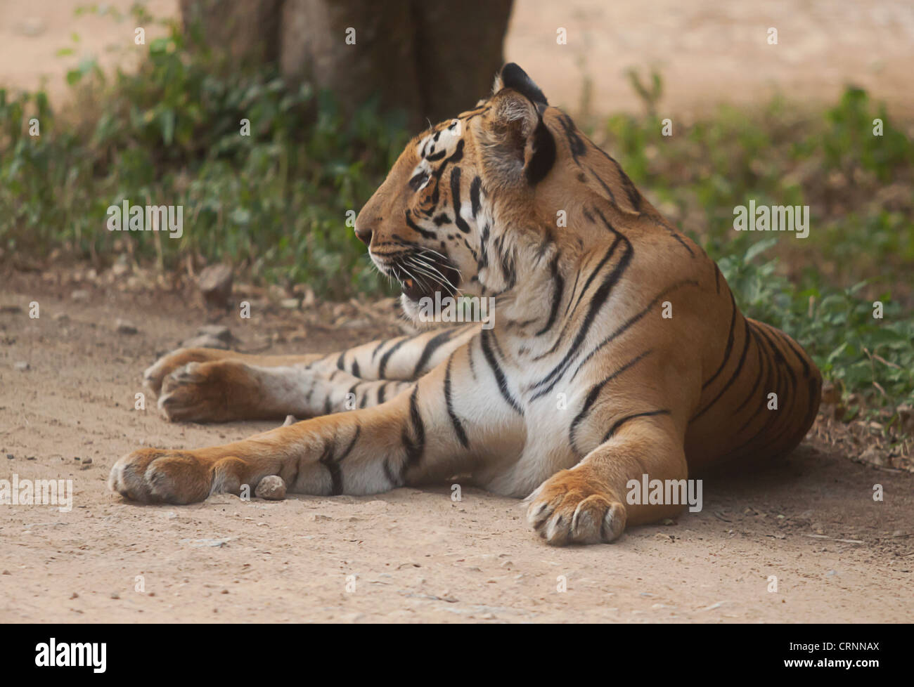 Tiger looking back hi-res stock photography and images - Alamy