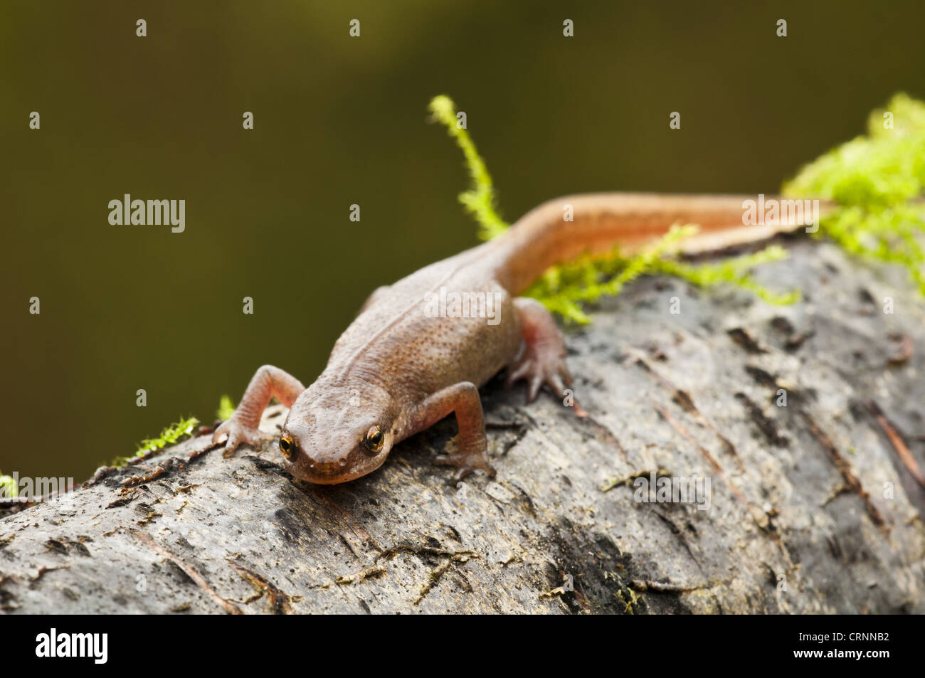 Palmate newt uk hi-res stock photography and images - Alamy