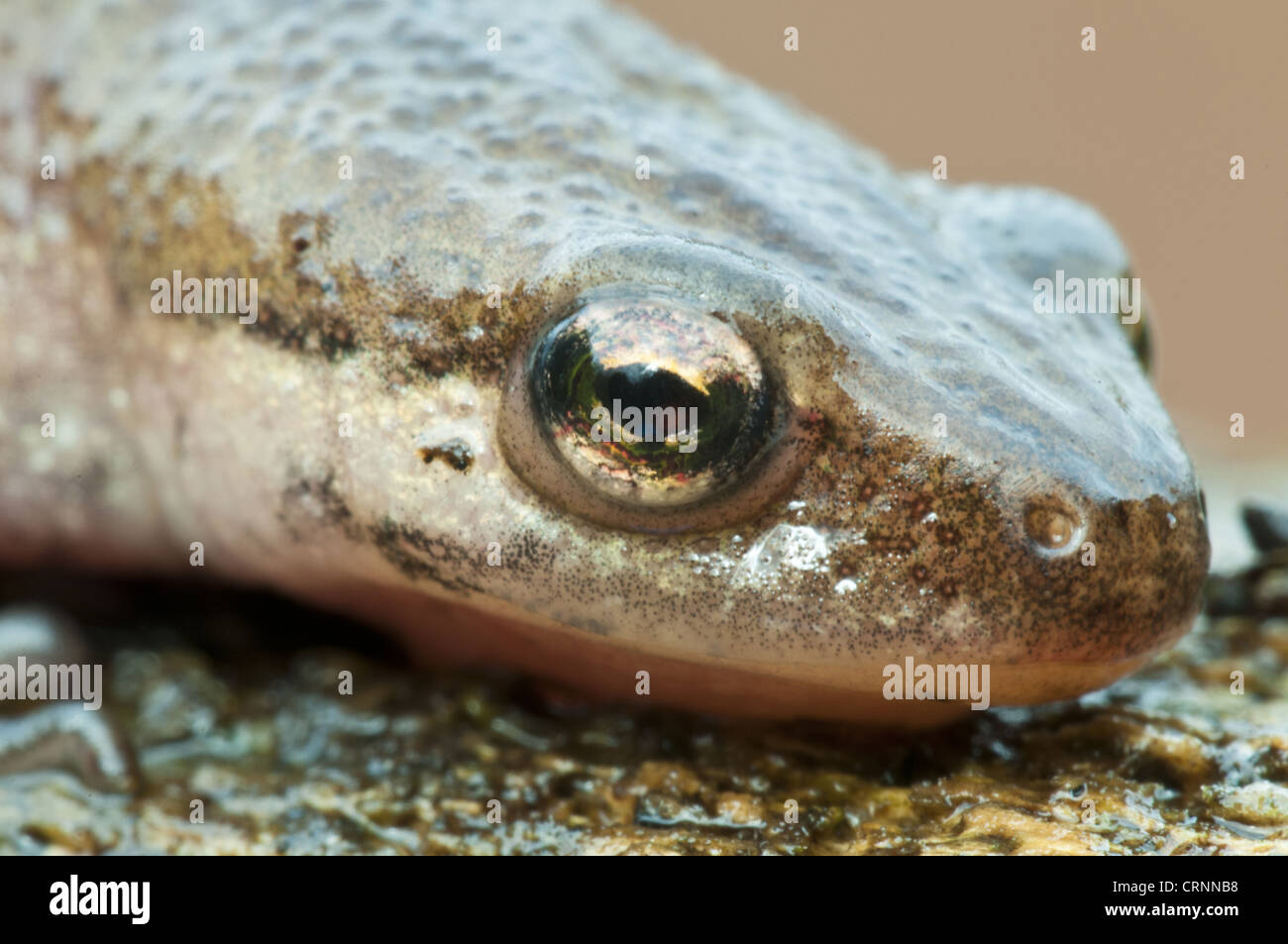 Newt in english garden hi-res stock photography and images - Alamy