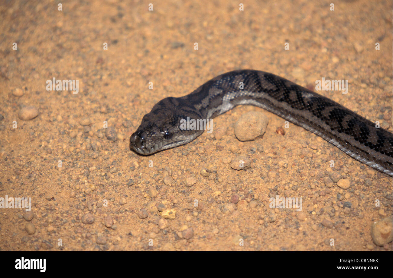 Carpet Python (Morelia spilota unibricata) Australia Stock Photo - Alamy