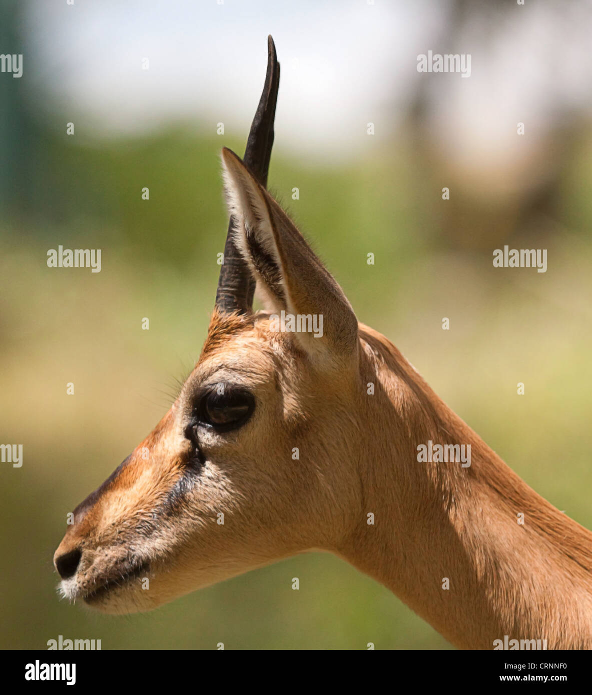 portrait of an antelope Stock Photo - Alamy