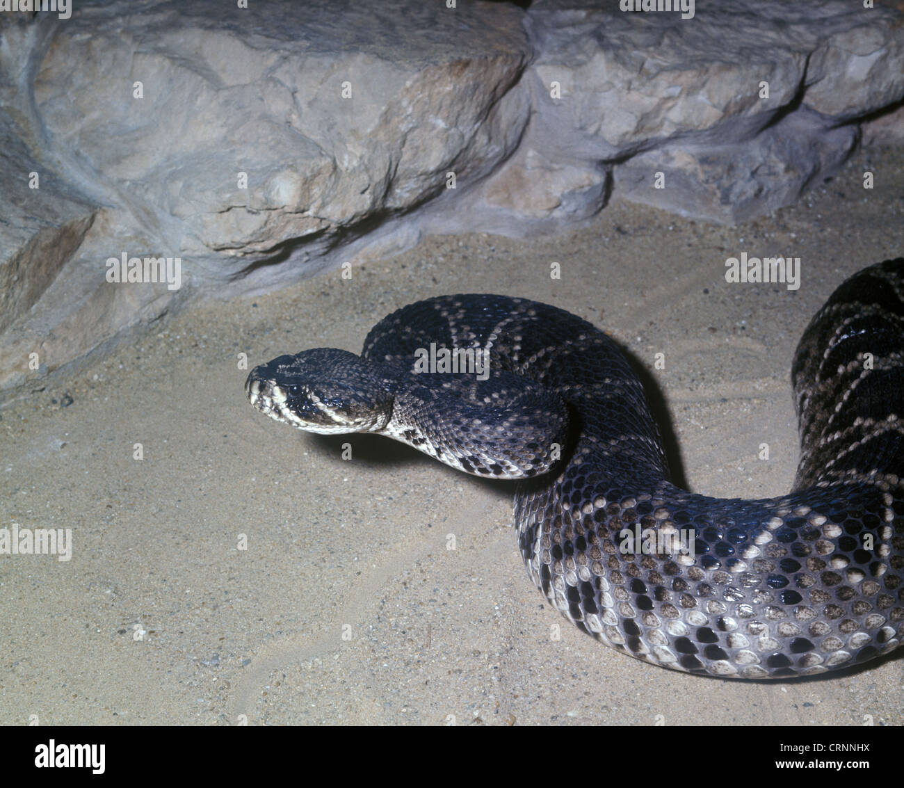 Snake - Rattlesnake Diamondback Eastern (Crotalus adamanteus) Close-up ...