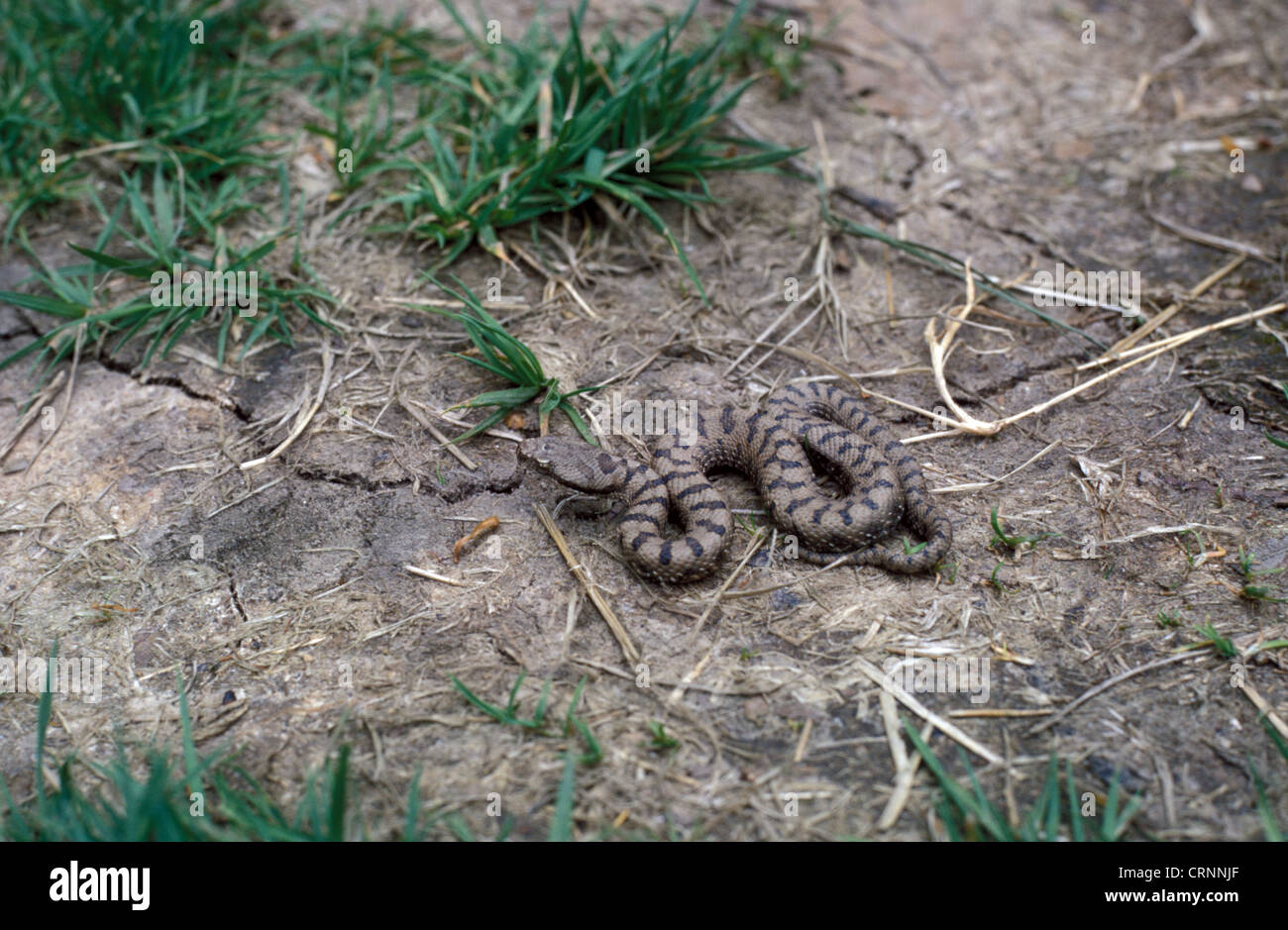 Aspic Viper (Vipera aspis Stock Photo - Alamy