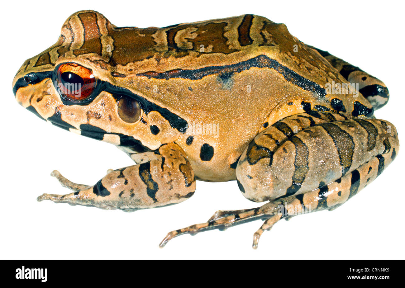 Smoky Jungle Frog (Leptodactylus pentadactylus) from the Ecuadorian ...