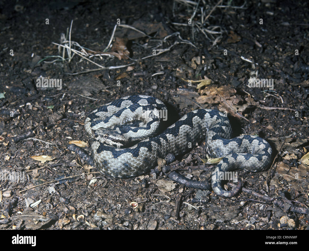 Nose-Horned Viper (Vipera ammodytes Stock Photo - Alamy