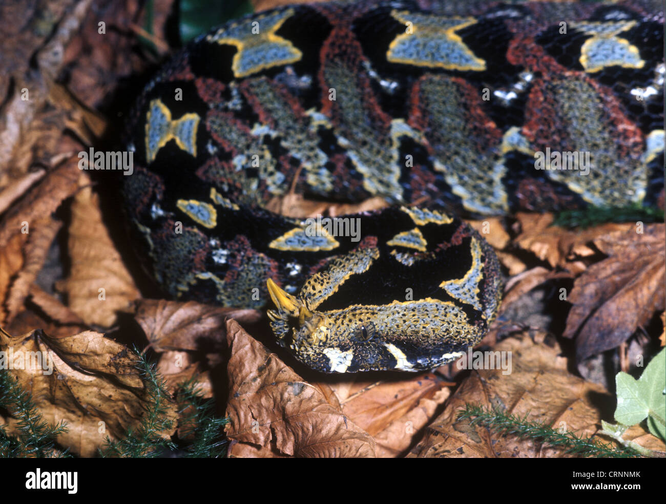 Snake - Viper Rhinoceros (Bitis nasicornis) close-up of head / on dead ...