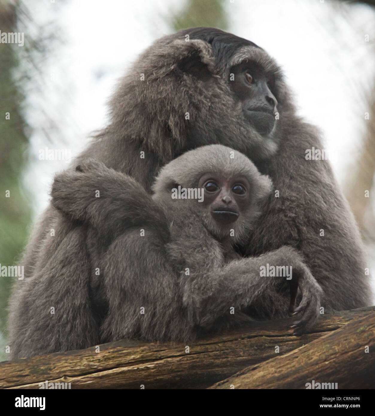 Mother and baby gibbon hi-res stock photography and images - Alamy