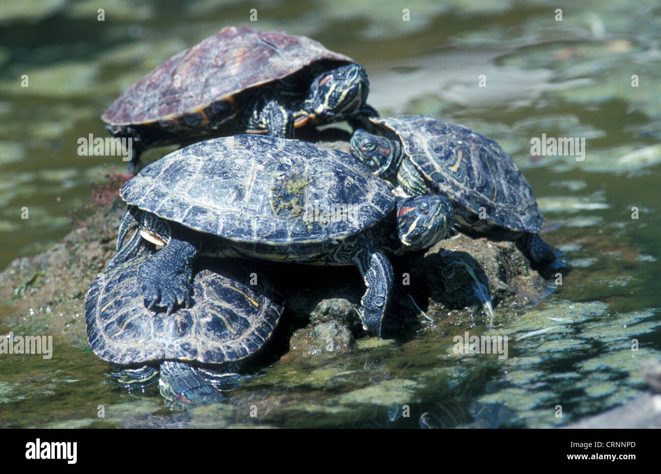 Red-eared Terrapin (Pseudemys scripta elegans Stock Photo - Alamy