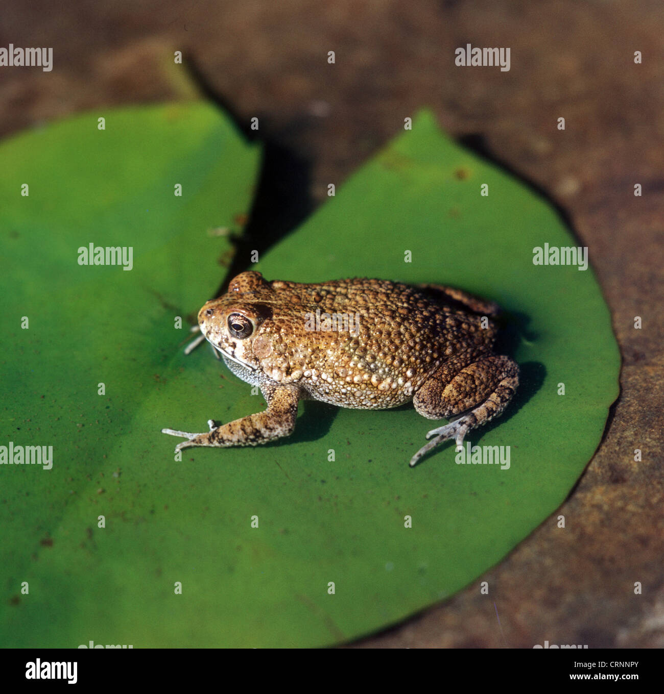 Toad - African (Bufo regularis) sitting on lily leaf calling / South ...