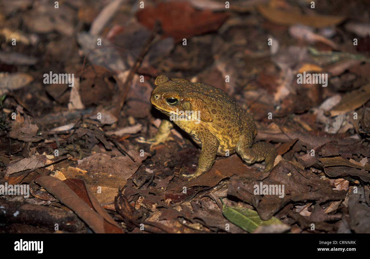 Cane toads of australia hi-res stock photography and images - Alamy