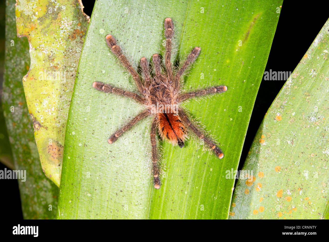 Tarantula on a bromeliad leaf in the rainforest understory, Ecuador ...