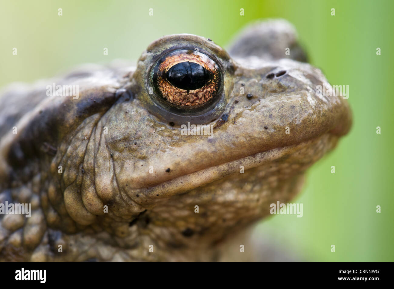 Common Toad (Bufo bufo) adult, close-up of head, Lesnes Abbey Woods ...