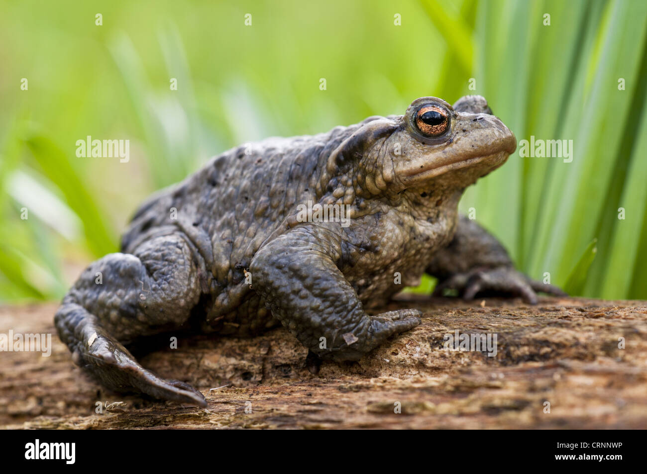Common Toad (Bufo bufo) adult, sitting on log, Lesnes Abbey Woods ...