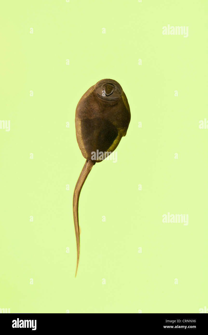 Common Toad (Bufo bufo) tadpole, viewed from underneath, Belvedere ...