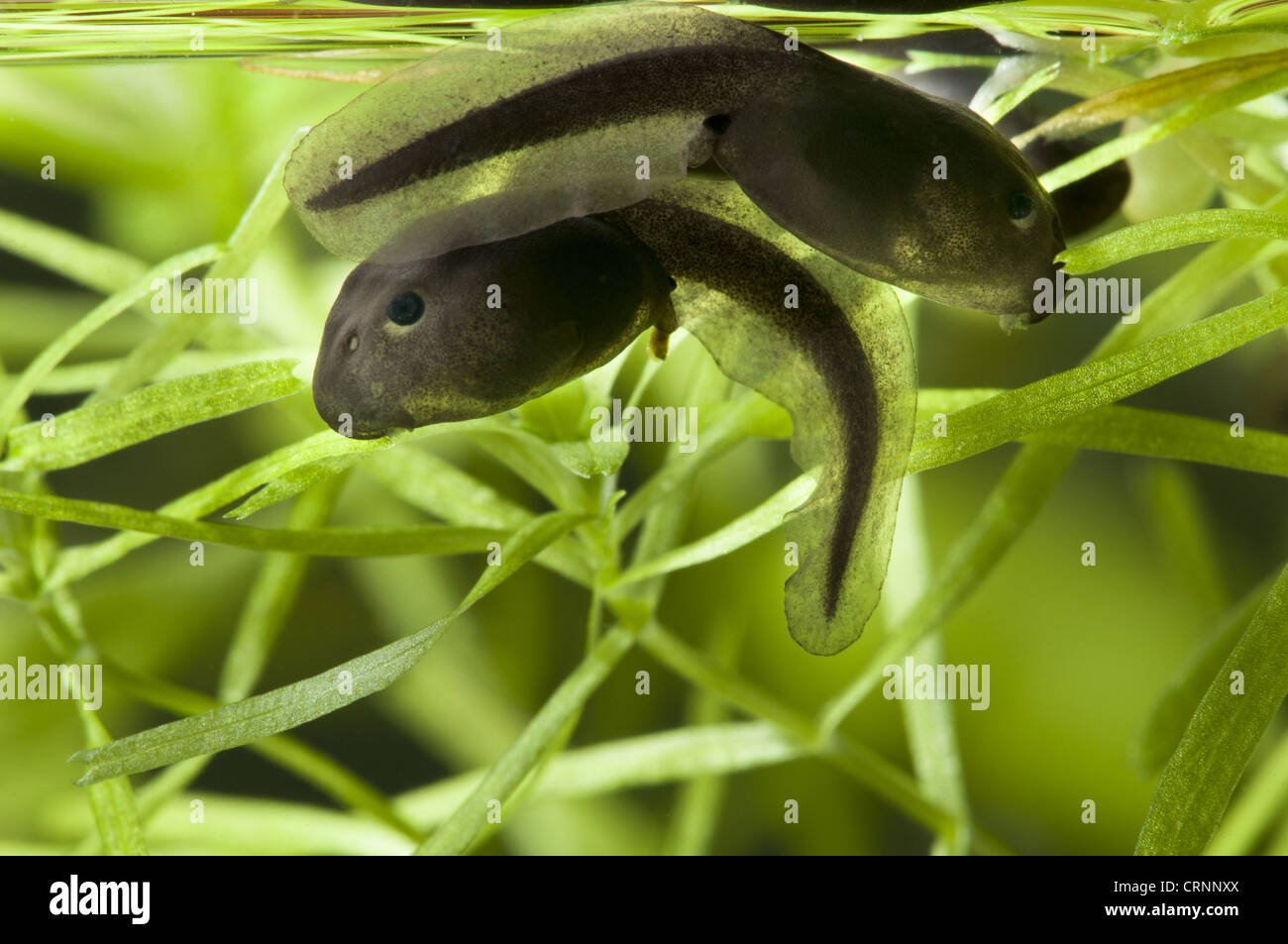 Baby toads uk hi-res stock photography and images - Alamy