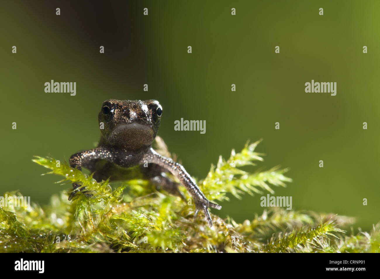 Baby toads uk hi-res stock photography and images - Alamy
