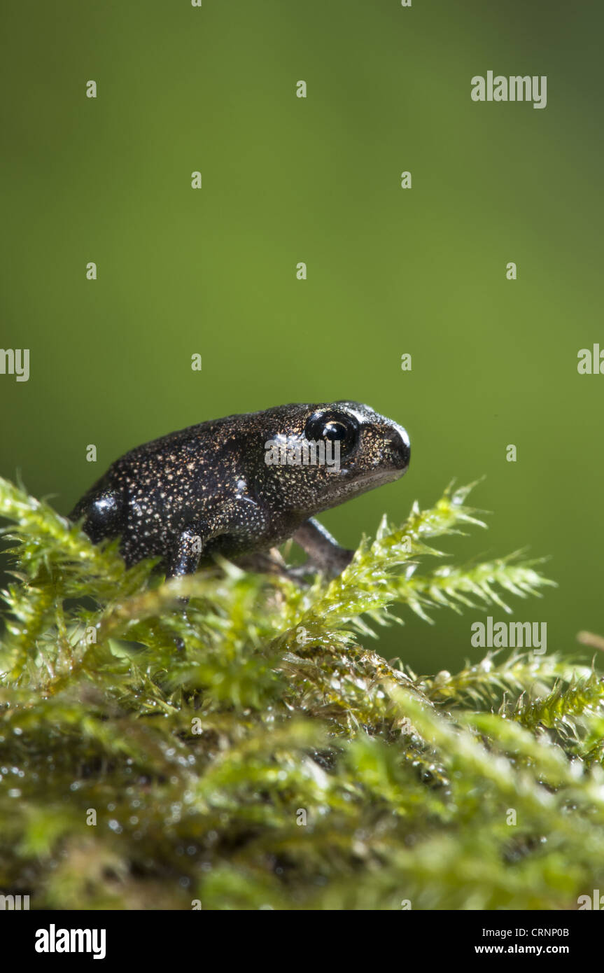 Baby toads uk hi-res stock photography and images - Alamy