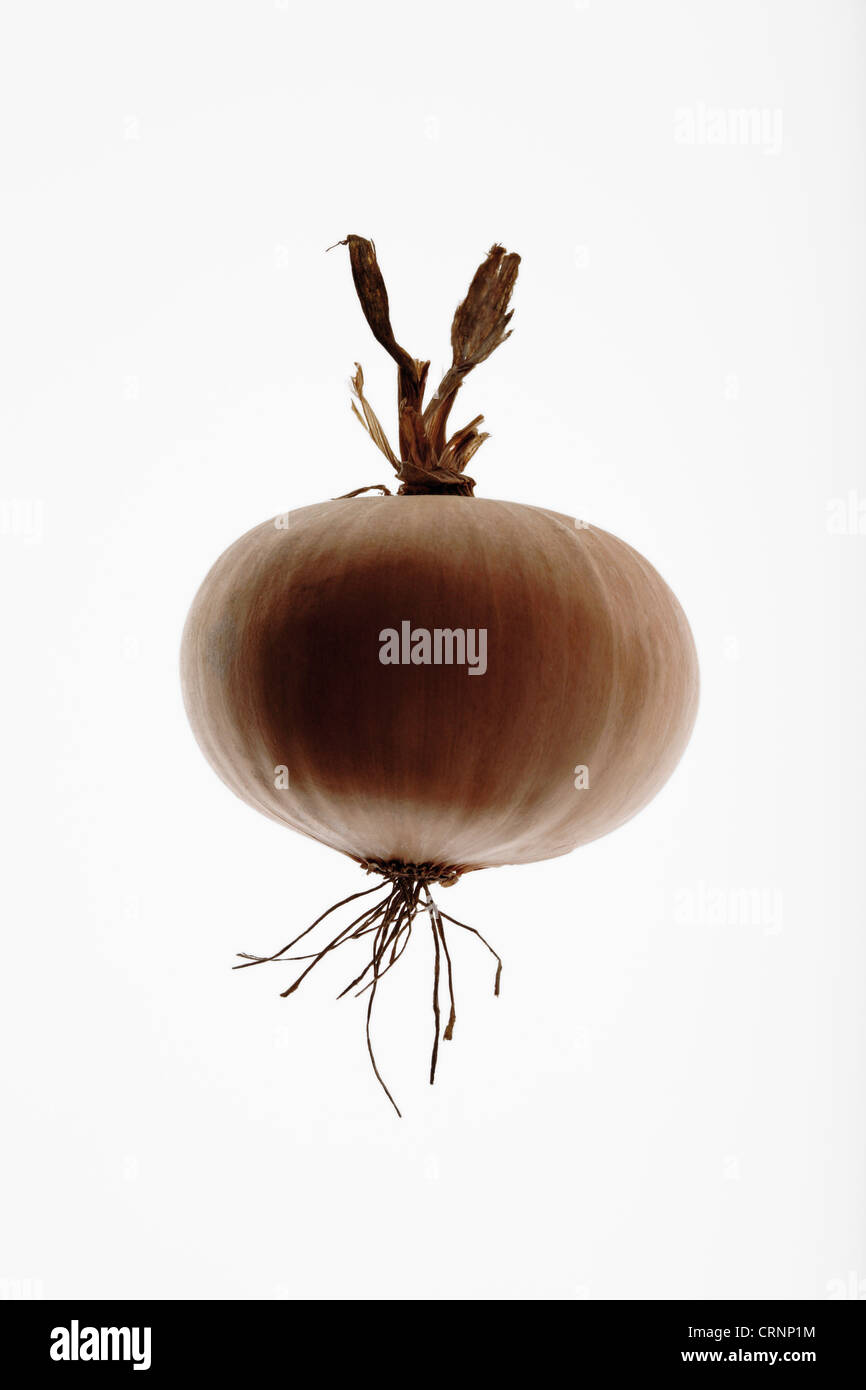 Single onion on white background Stock Photo - Alamy