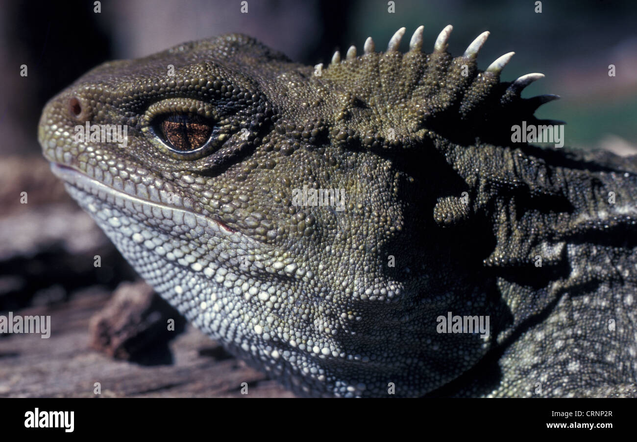 Tuatara Classification