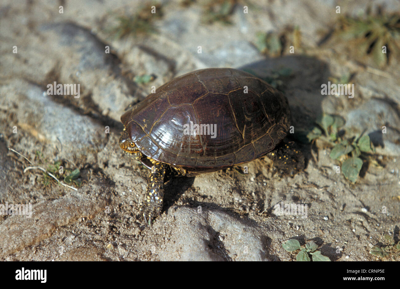 Pond terrapin europe hi-res stock photography and images - Alamy
