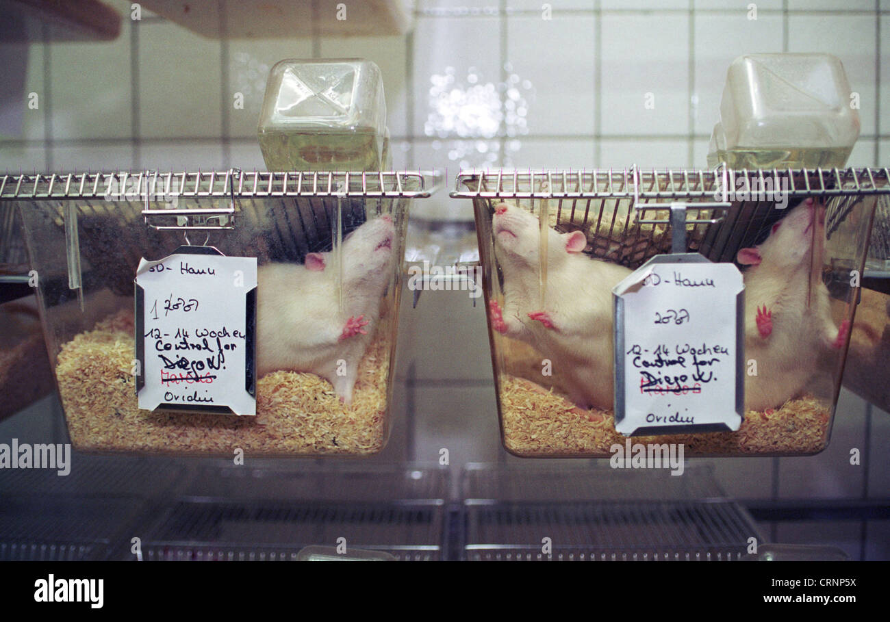 Animal testing cage hi-res stock photography and images - Alamy