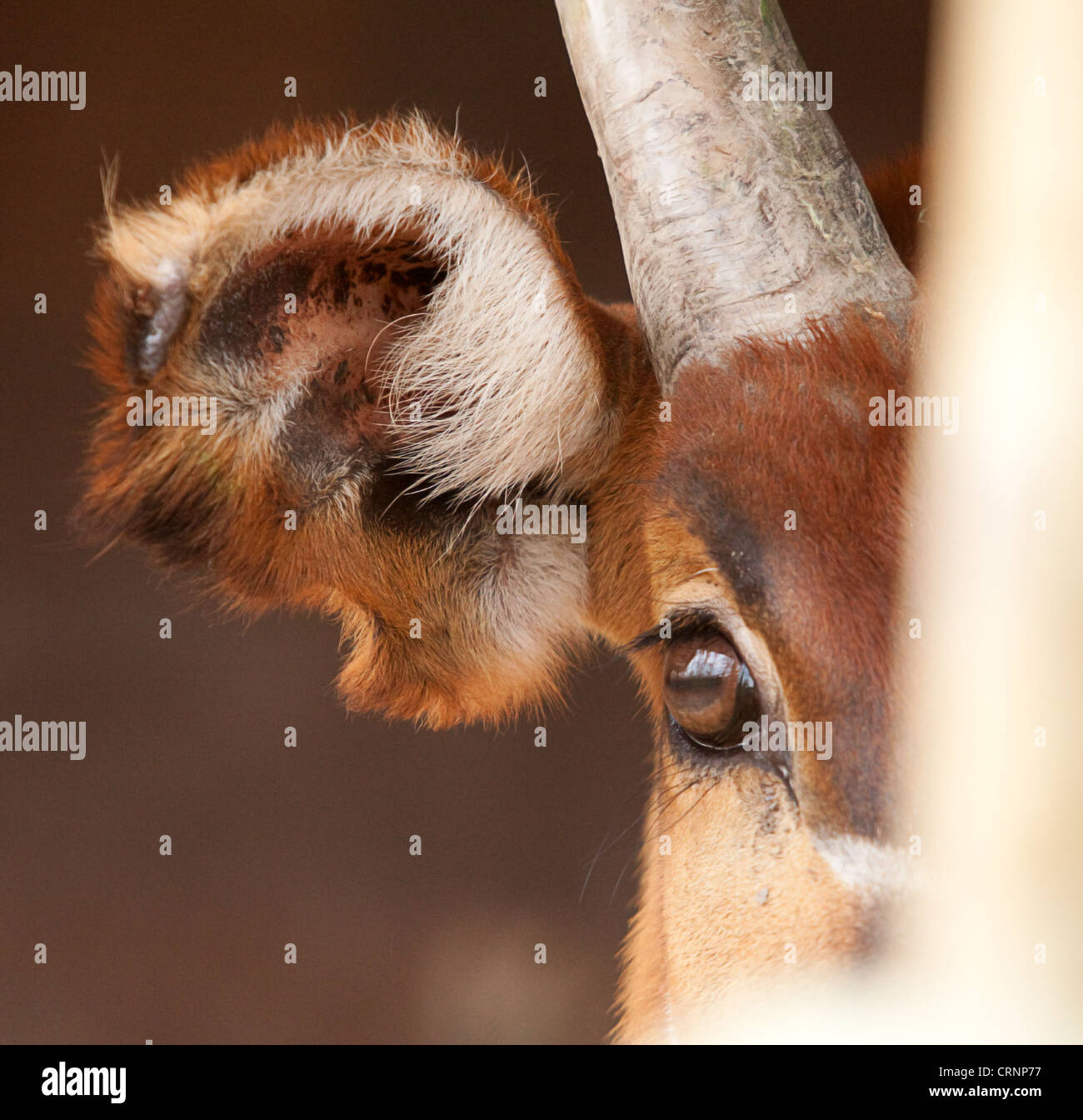 Bongo antelope hi-res stock photography and images - Alamy