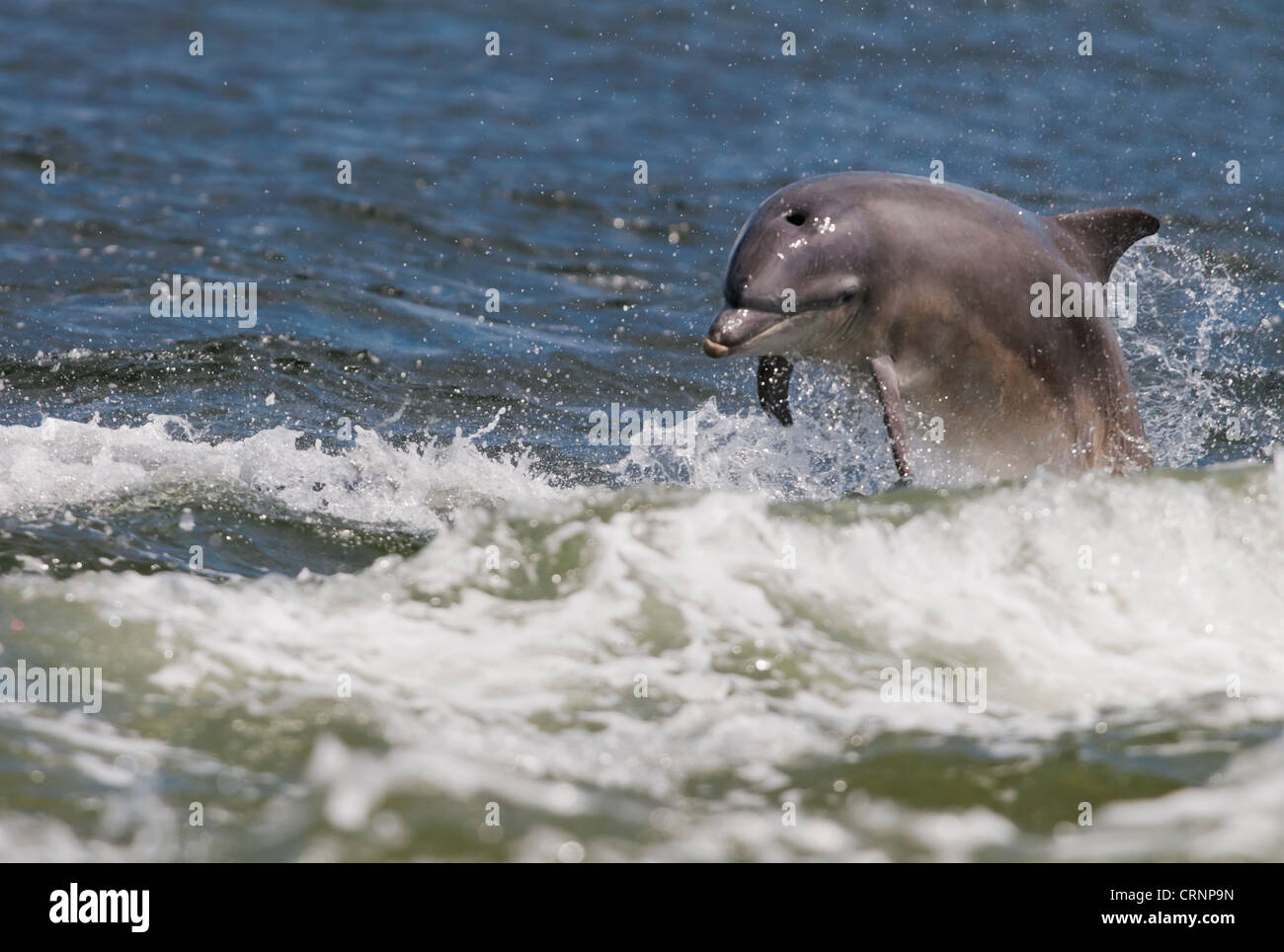 Bottlenose Dolphin jumping in the surf at Chanonry Point, Scotland ...