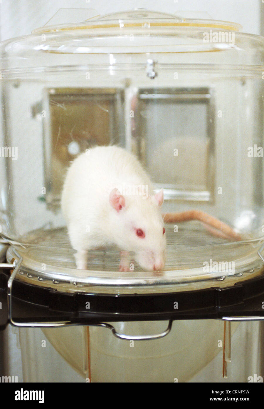Rat in the animal testing lab of the Berlin-Buch hospital Stock Photo ...